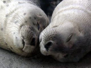Sevimli Fok Balığı Resimleri ~ Resimler Diyarına Hoşgeldiniz