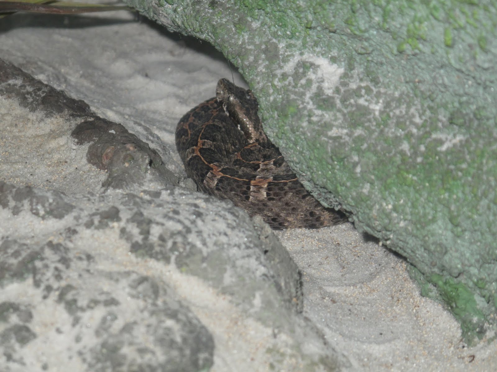 ZOOLOGICO 2011!: MAZACUATA (BOA CONSTRICTOR)