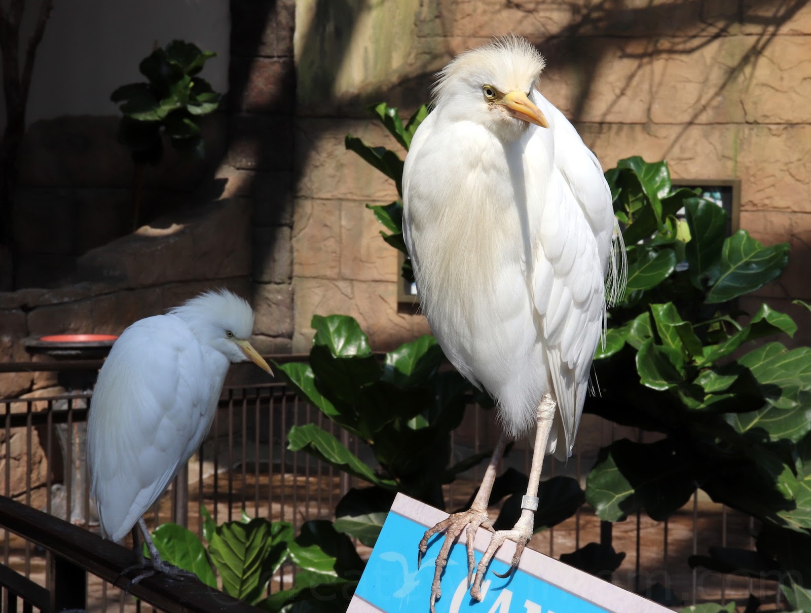 Create With Mom: Bird Kingdom in Niagara Falls