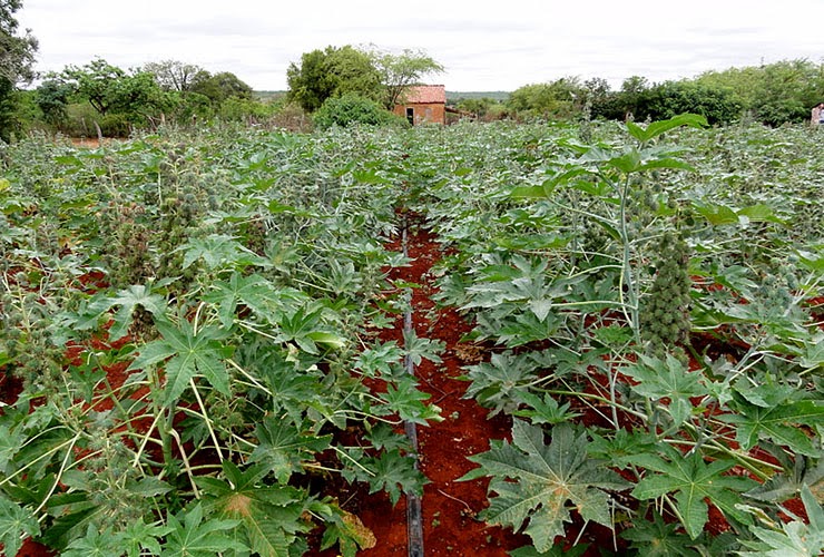 Com demanda garantida, produção de mamona é oportunidade para ...