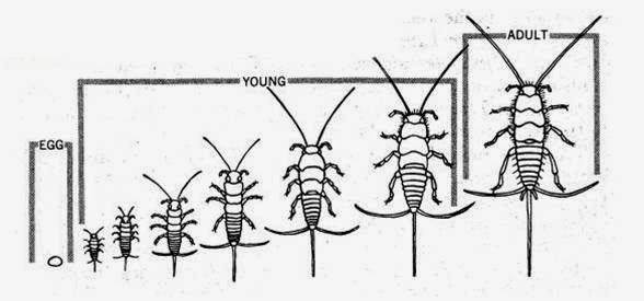 Bio prof. Viviane: Resumo - Filo Artrópoda