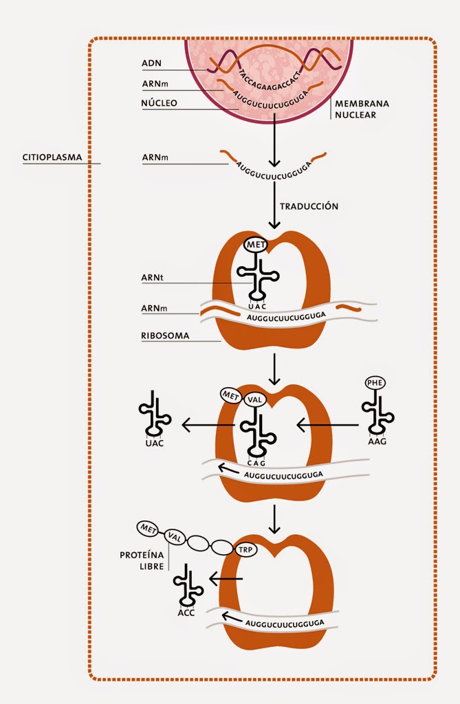 Apreciando la naturaleza: “LOS GENES EN ACCIÓN: EXPRESIÓN DE LA ...