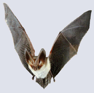 Bisma Gilang: MANFAAT DAGING KELELAWAR