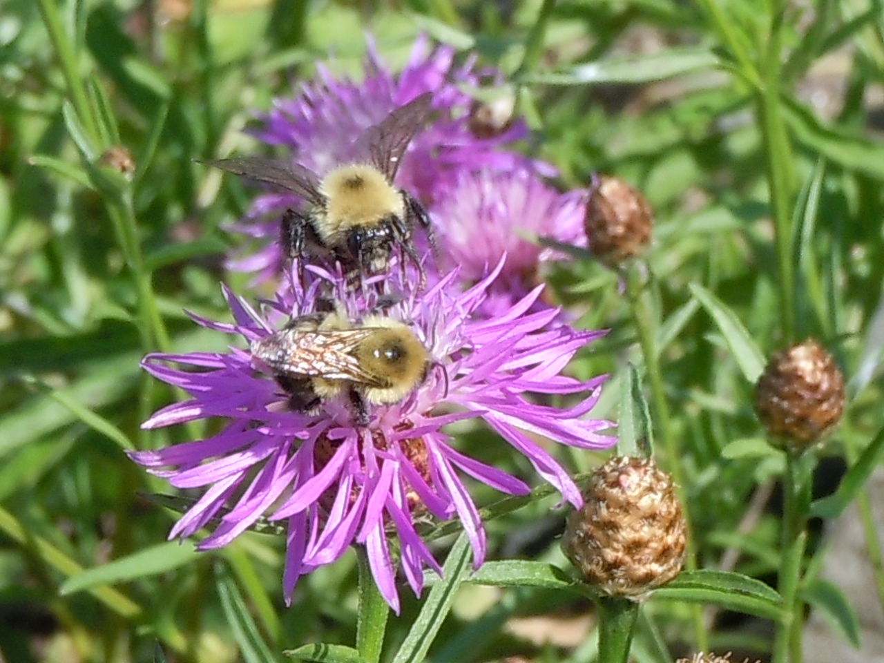 Wander... Ponder... Poems & Pix: INDUSTRIOUS BEES (a haiku)