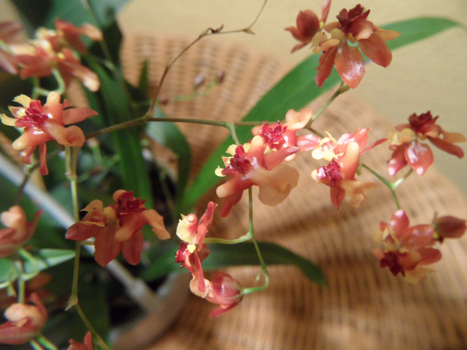 Orquídeas Blog de Angel Mar: Oncidium Twinkle ´Red Fantasy´ (Un híbrido ...