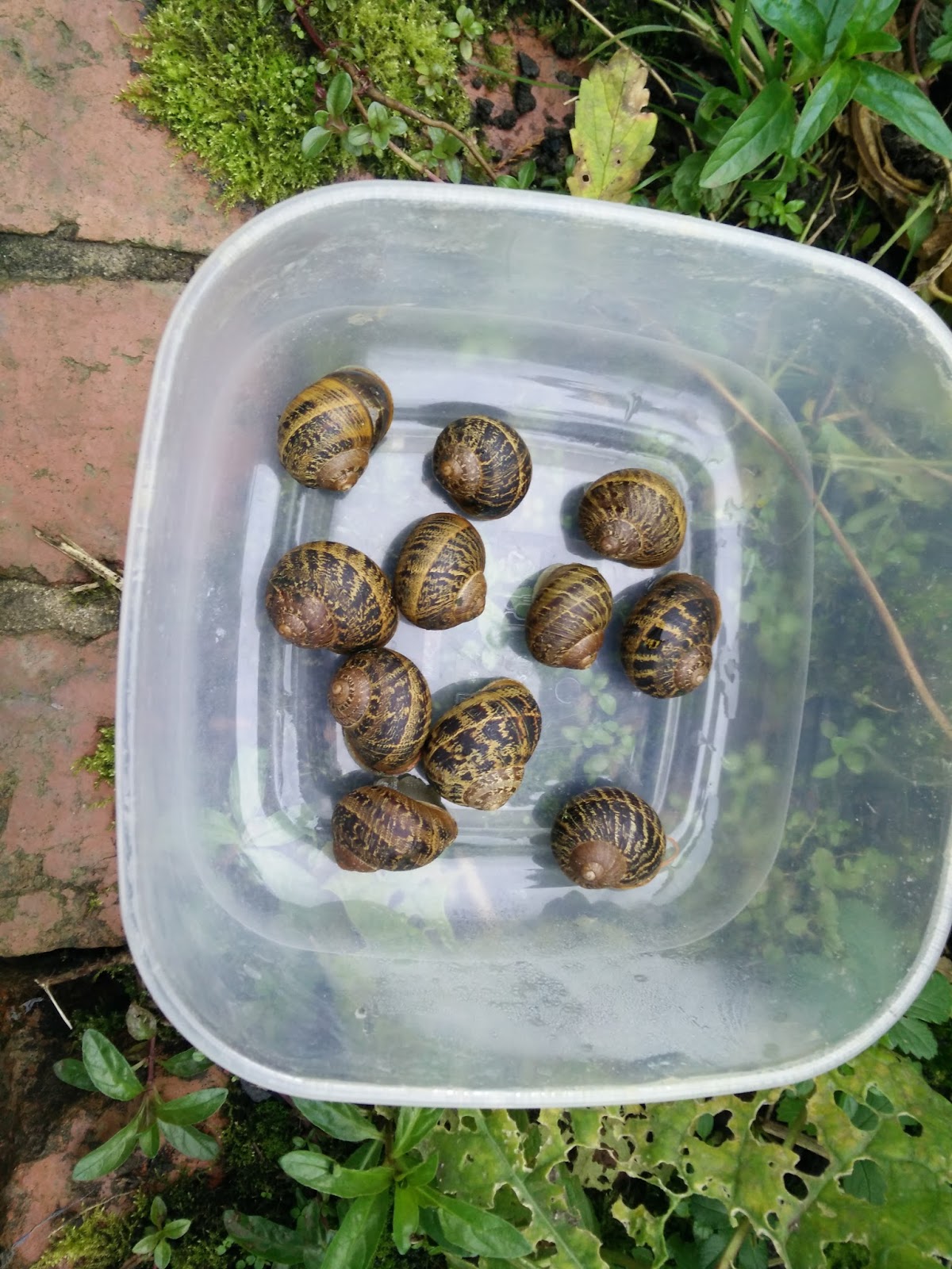 How to Cook Garden Snails