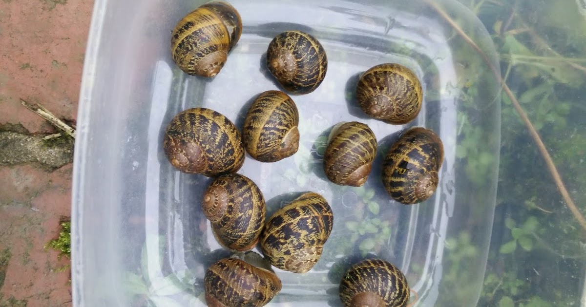 How to Cook Garden Snails