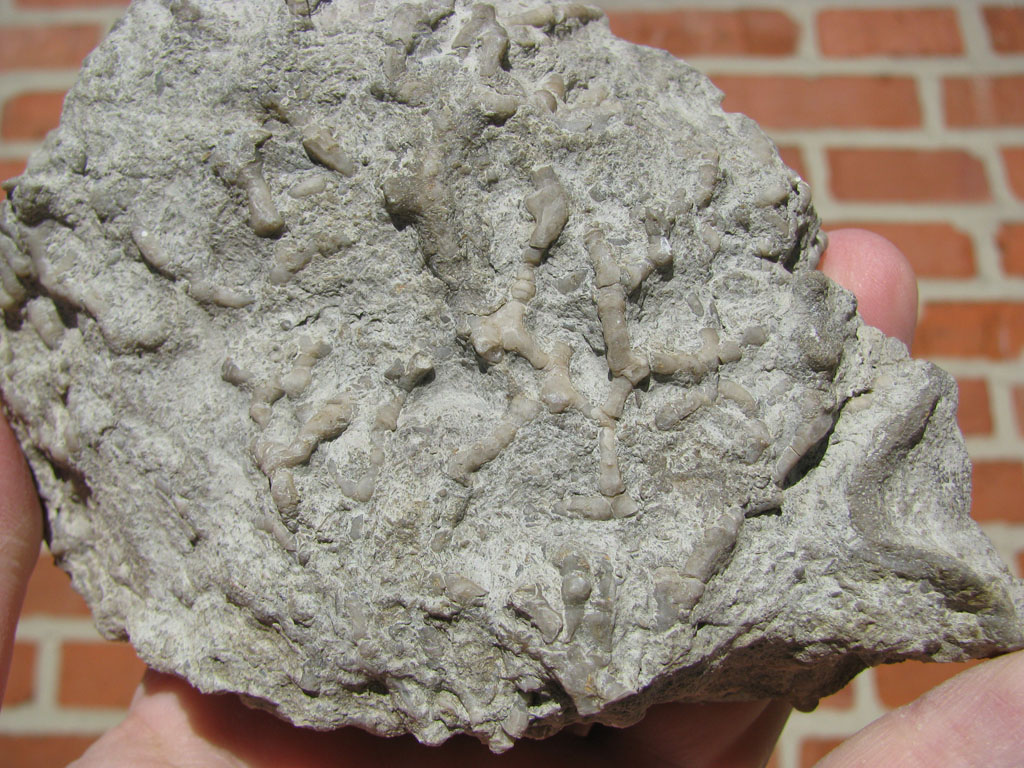 Views of the Mahantango: Syringopora sp. coral from the Hungry Hollow ...
