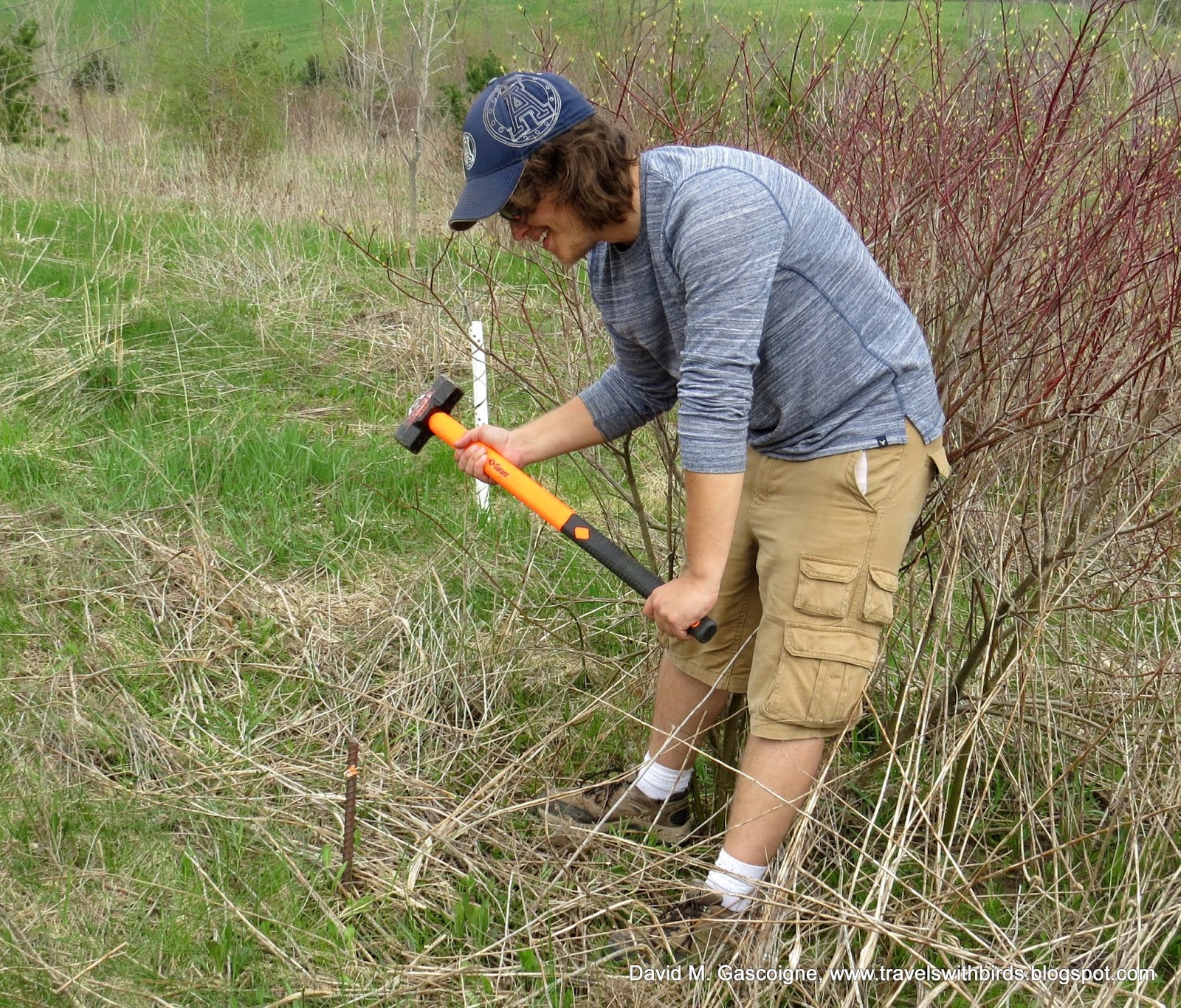 Installation of a MOTUS Tower at SpruceHaven - Travels With Birds