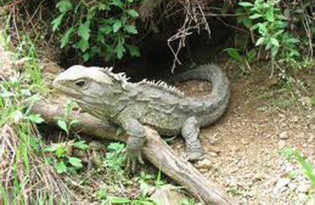 Tuatara | Animal Wildlife