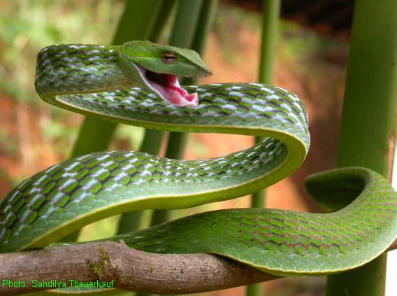 World Most Amazing Snakes In Photos | All Amazing