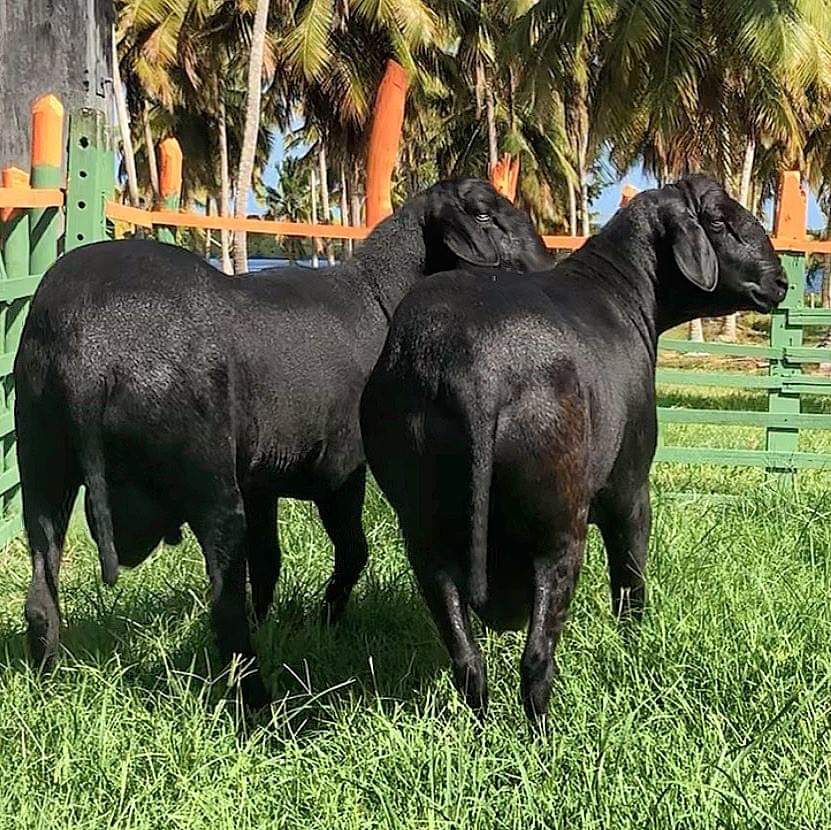 Ilmu Untuk Ternakan Ruminan: SANTA INES* (Biri-biri bulu licin)