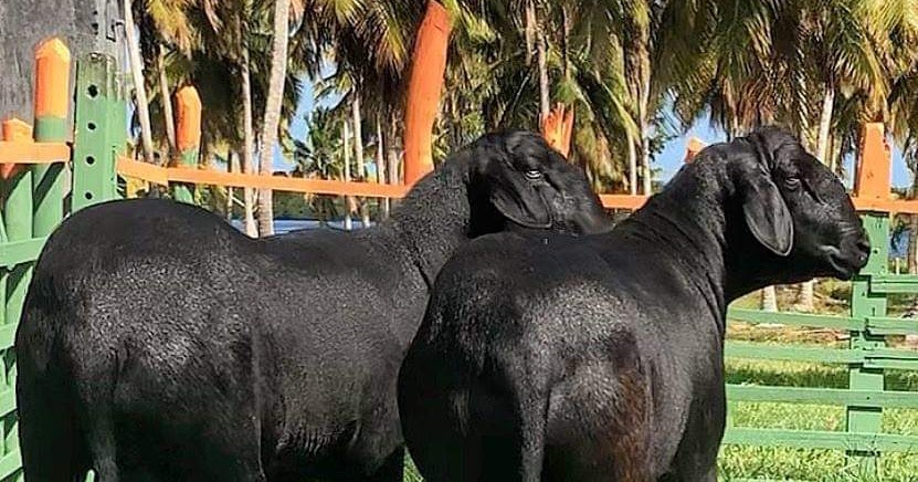 Ilmu Untuk Ternakan Ruminan: SANTA INES* (Biri-biri bulu licin)