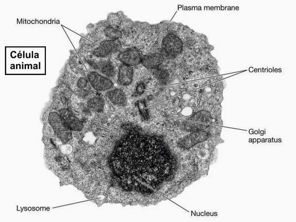 Celula Animal Sob Microscopio Optico
