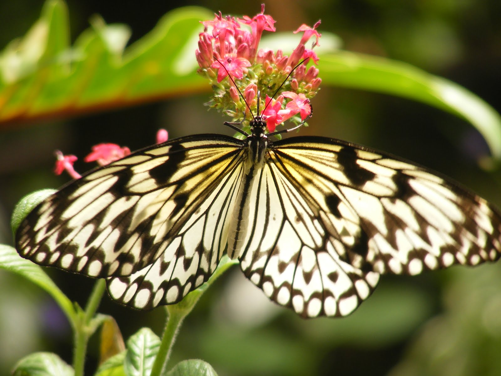 Huttons.blog: Butterfly World.