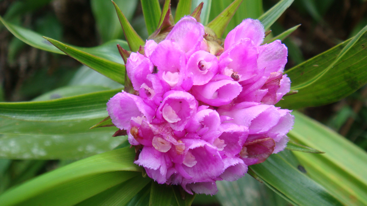Ven y conoce México: Flora y Fauna de México.