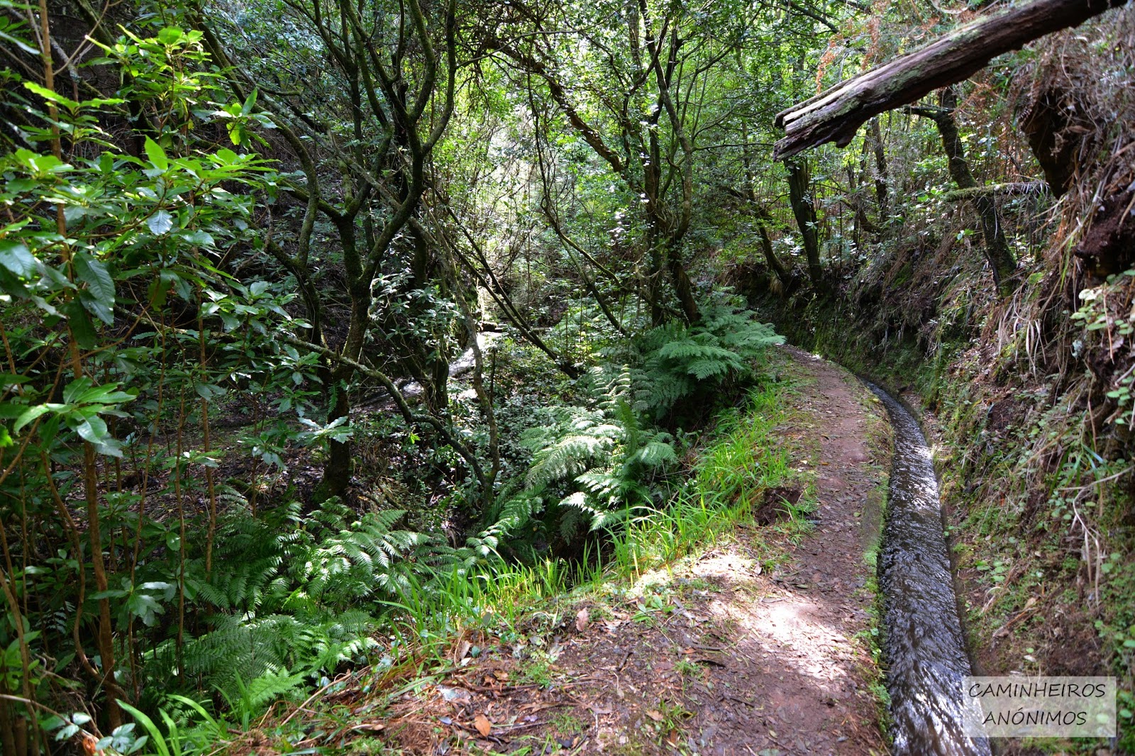 Caminheiros Anónimos Levadas da Madeira : Levada Grande (Achadas da Cruz)