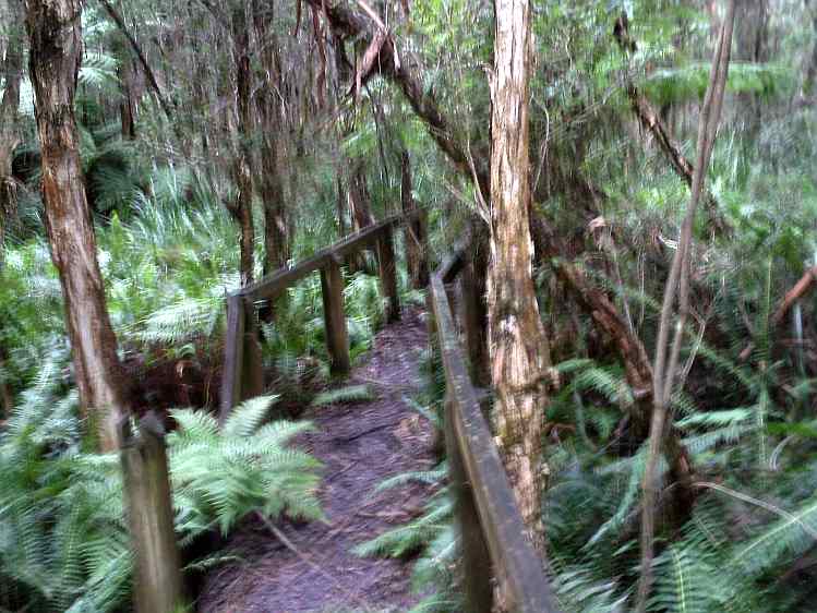 TRACKS, TRAILS AND COASTS NEAR MELBOURNE : Mortimer Nature Trail ...