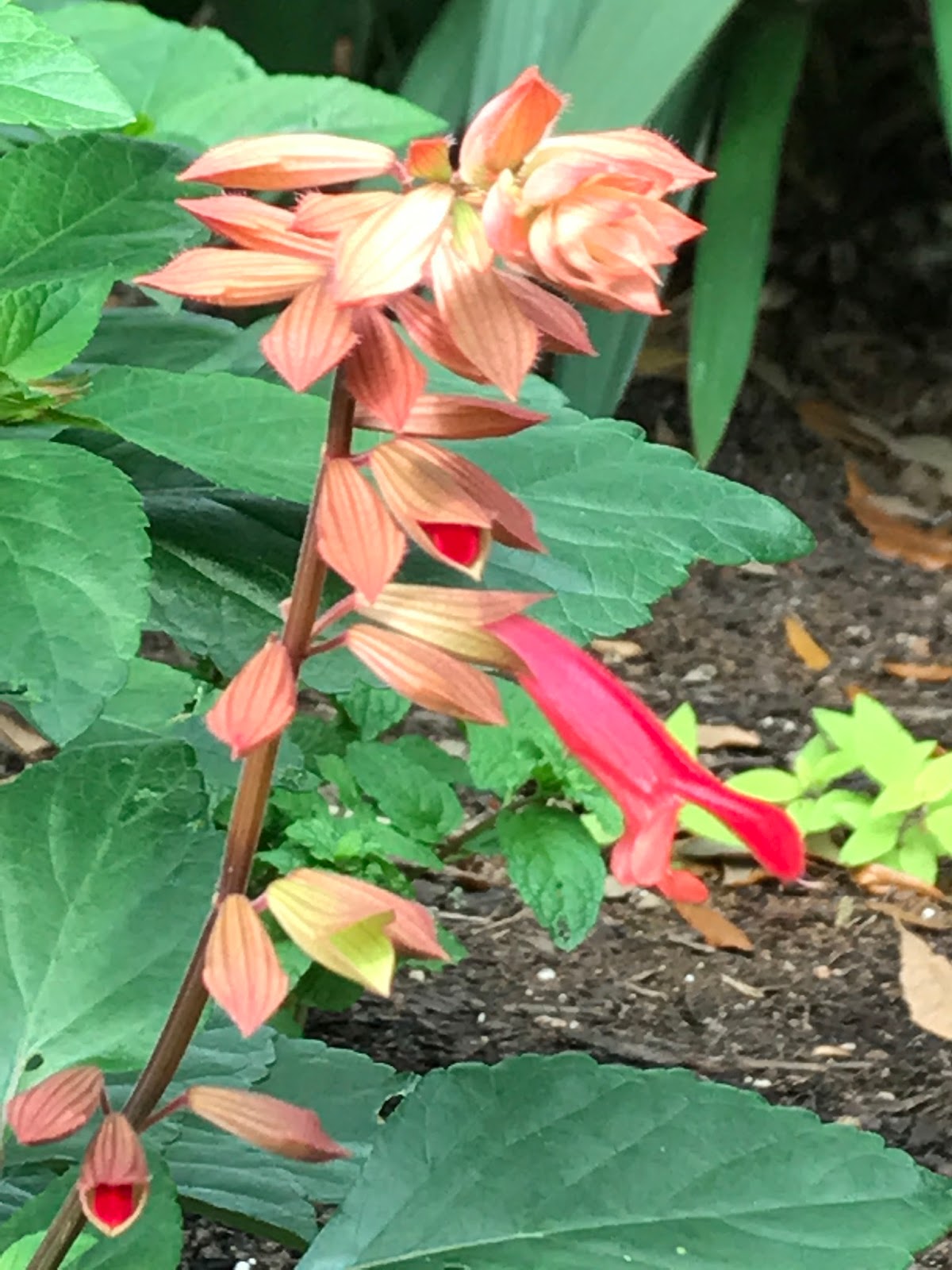 The Rabid Gardener: Orange trifecta and other Spring happenings