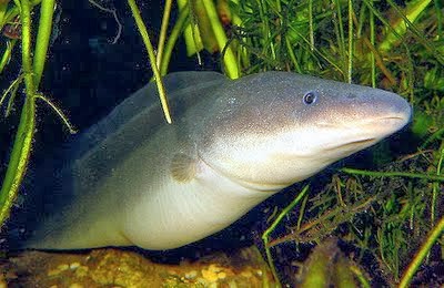 dunia perikanan: ikan Aba aba Knifefish