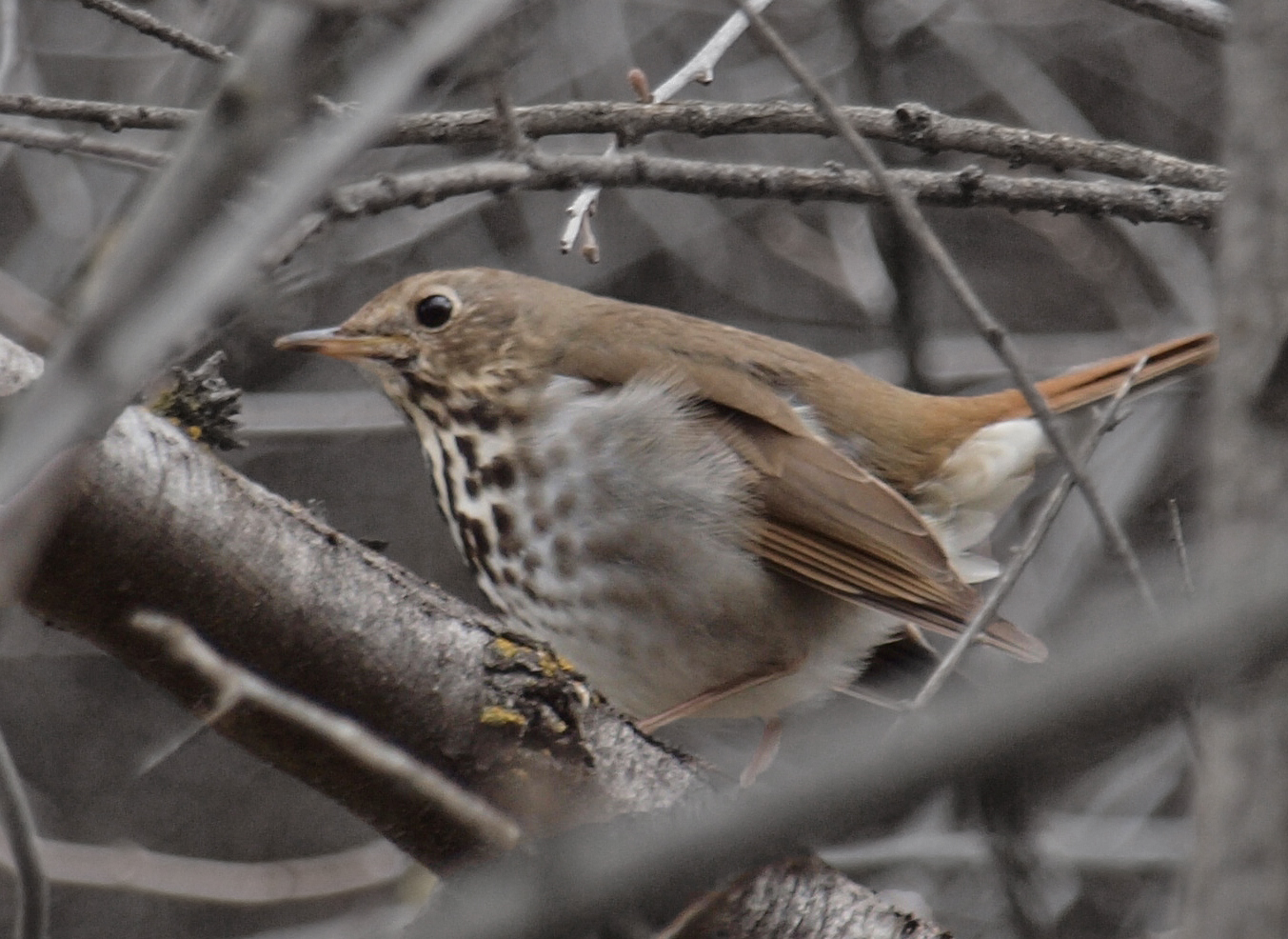 Birding Is Fun!: April 2011
