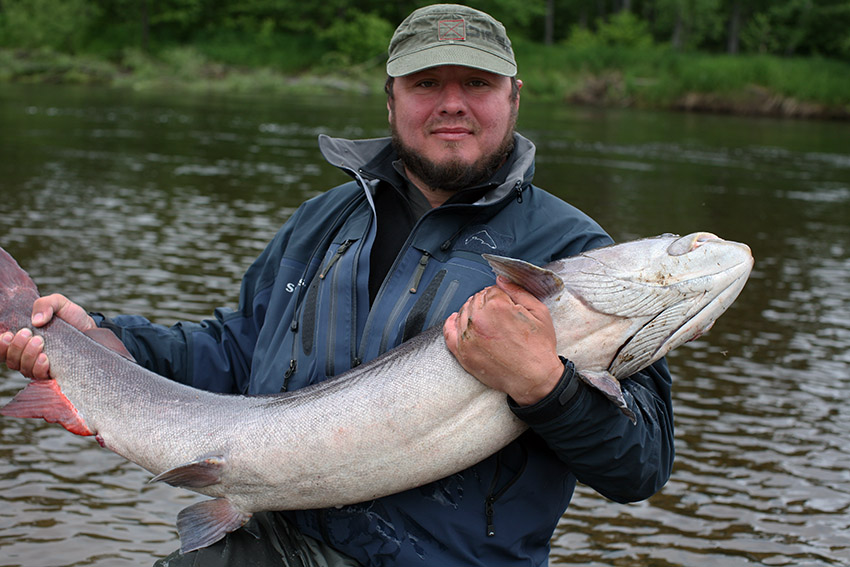 Chavanga Fish Blog: Giant taimen fishing. Part 1. Part 2. NEW pics