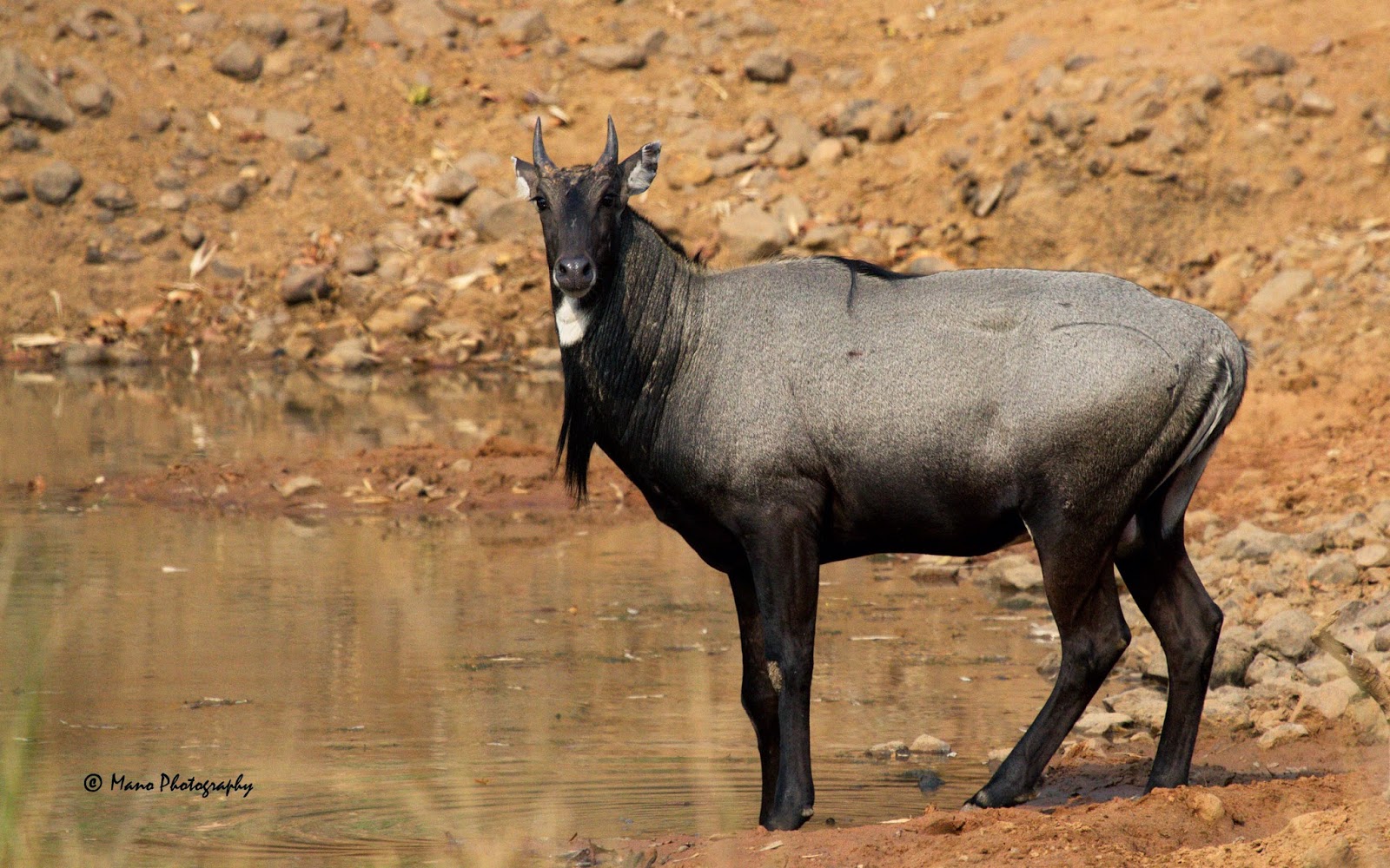Mano Wildlife Photography