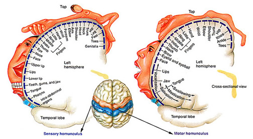 Running Solutions: Explaining About The Homunculus At The Kinesio ...