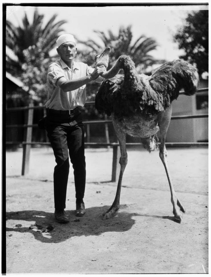 Before Disneyland, There Were Ostrich Farms ~ Vintage Everyday