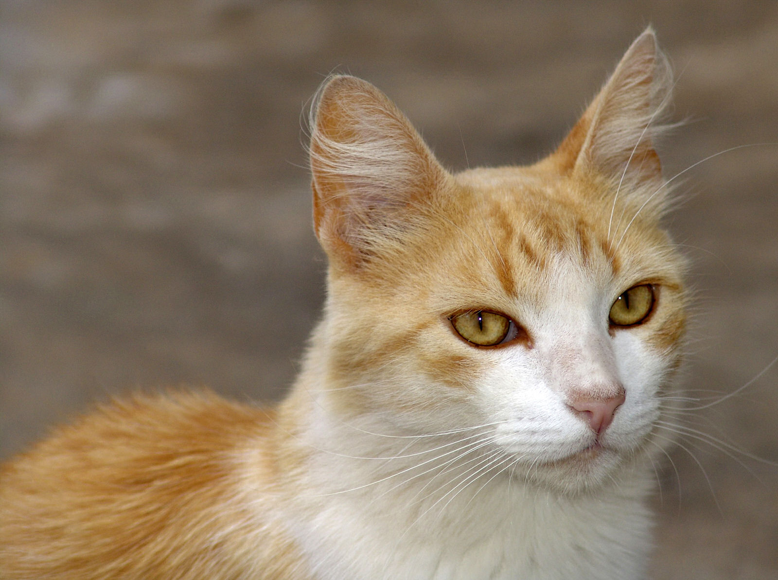 El blog de los gatitos: junio 2012