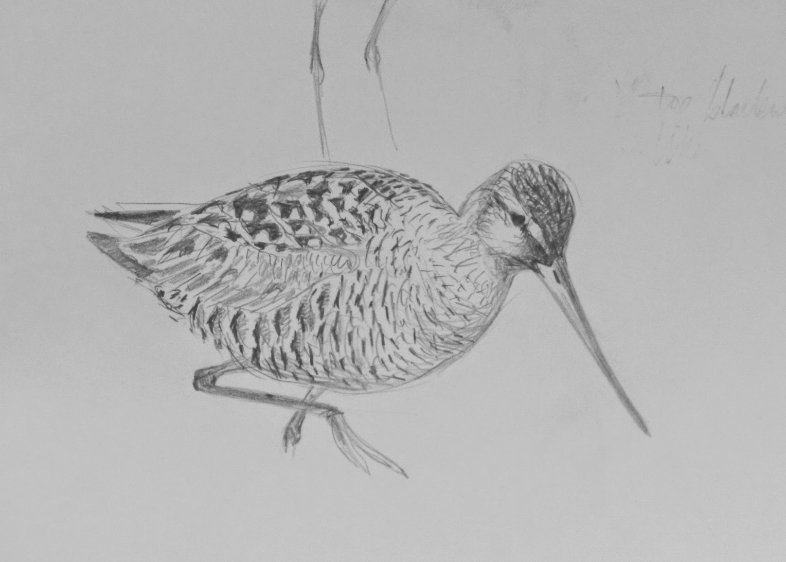 Last Resort Bird Art: Hudsonian Godwit