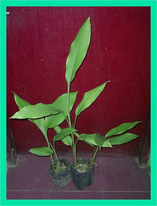 khasiat kunir putih - Master Ilmu Pelet Dan Ilmu Gendam