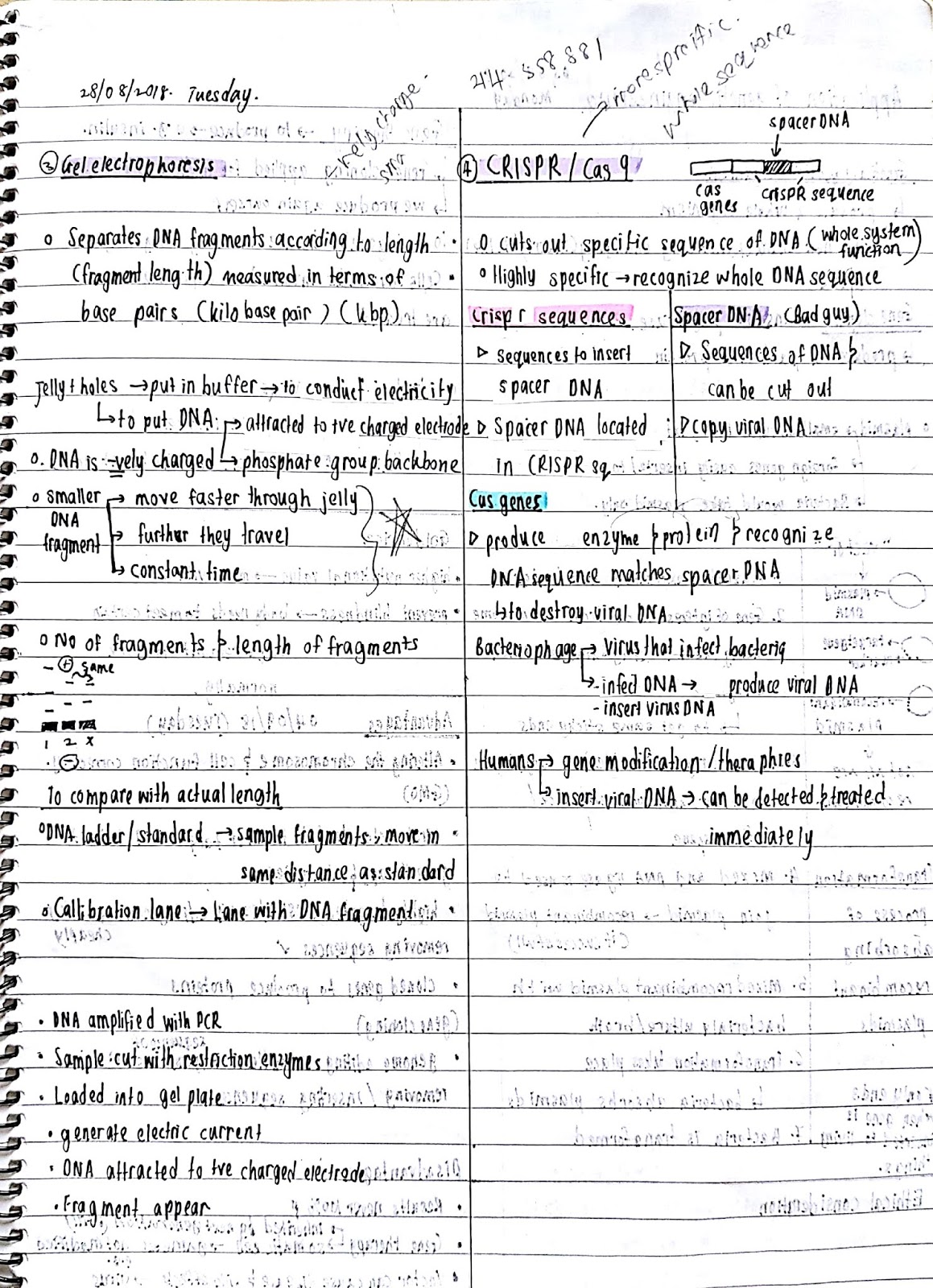 Biology Notes Semester 2 (MINE) for MUFY