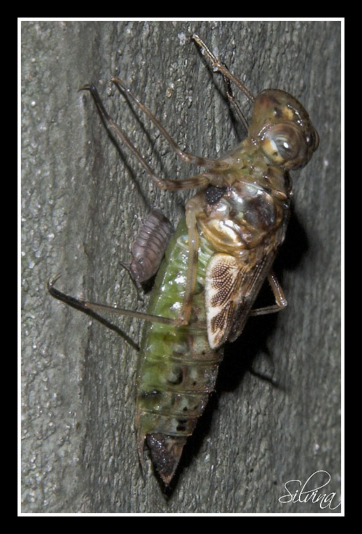 Mis Fotografias: El nacimiento de la libélula
