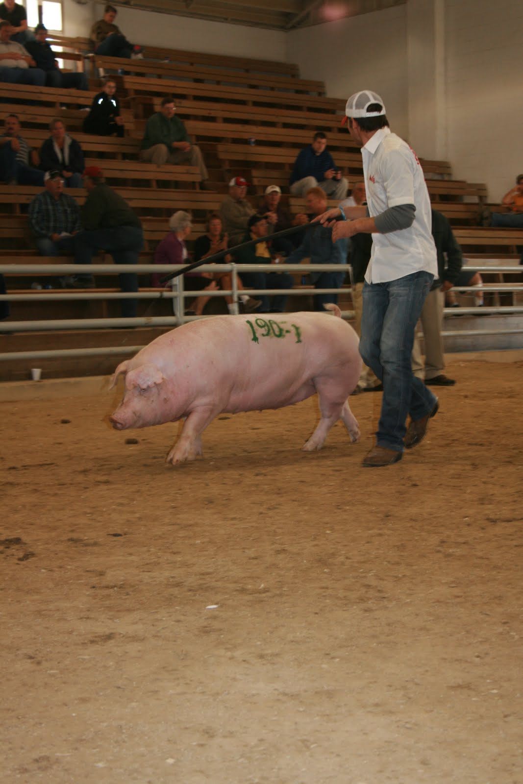 National Swine Registry: 2011 National Barrow Show Landrace Breeding ...