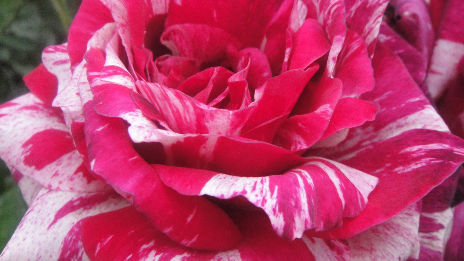 Happy Mother's Day! Pink and White Swirl Rose - Self Sagacity