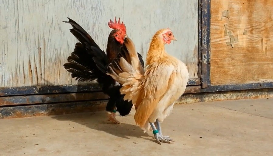Malay Chicken For Sale, Chickens For Sale In South Africa Value Forest ...