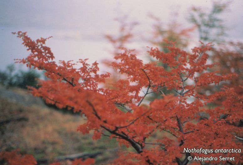 Argentina nativa: Ñire (Nothofagus antarctica)