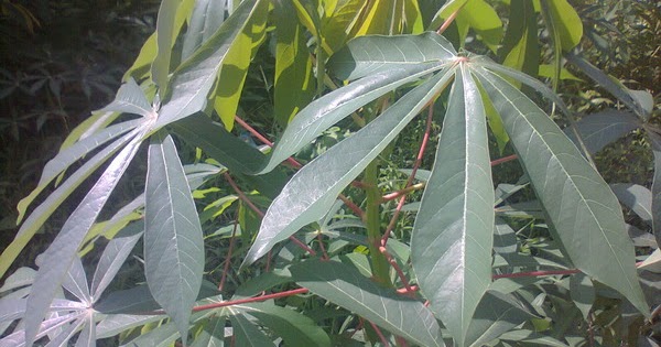 5 langkah sederhana budidaya ketela pohon agar hasilnya berkualitas ...