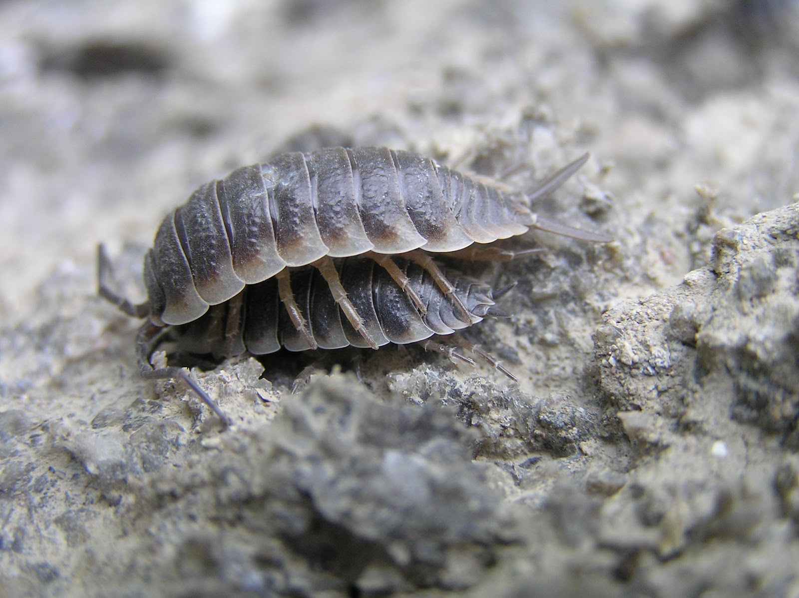 Alma biológica: Cóctel de cochinilla