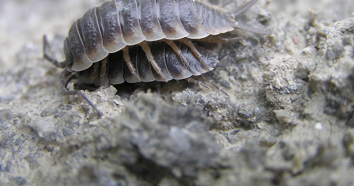 Alma biológica: Cóctel de cochinilla