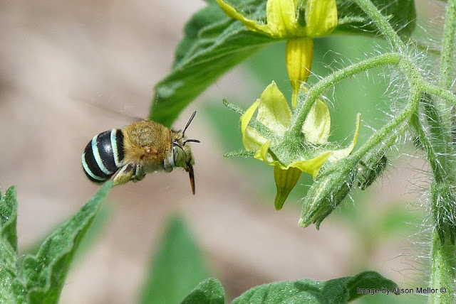 Gardening to attract native bees | Growing Illawarra Natives