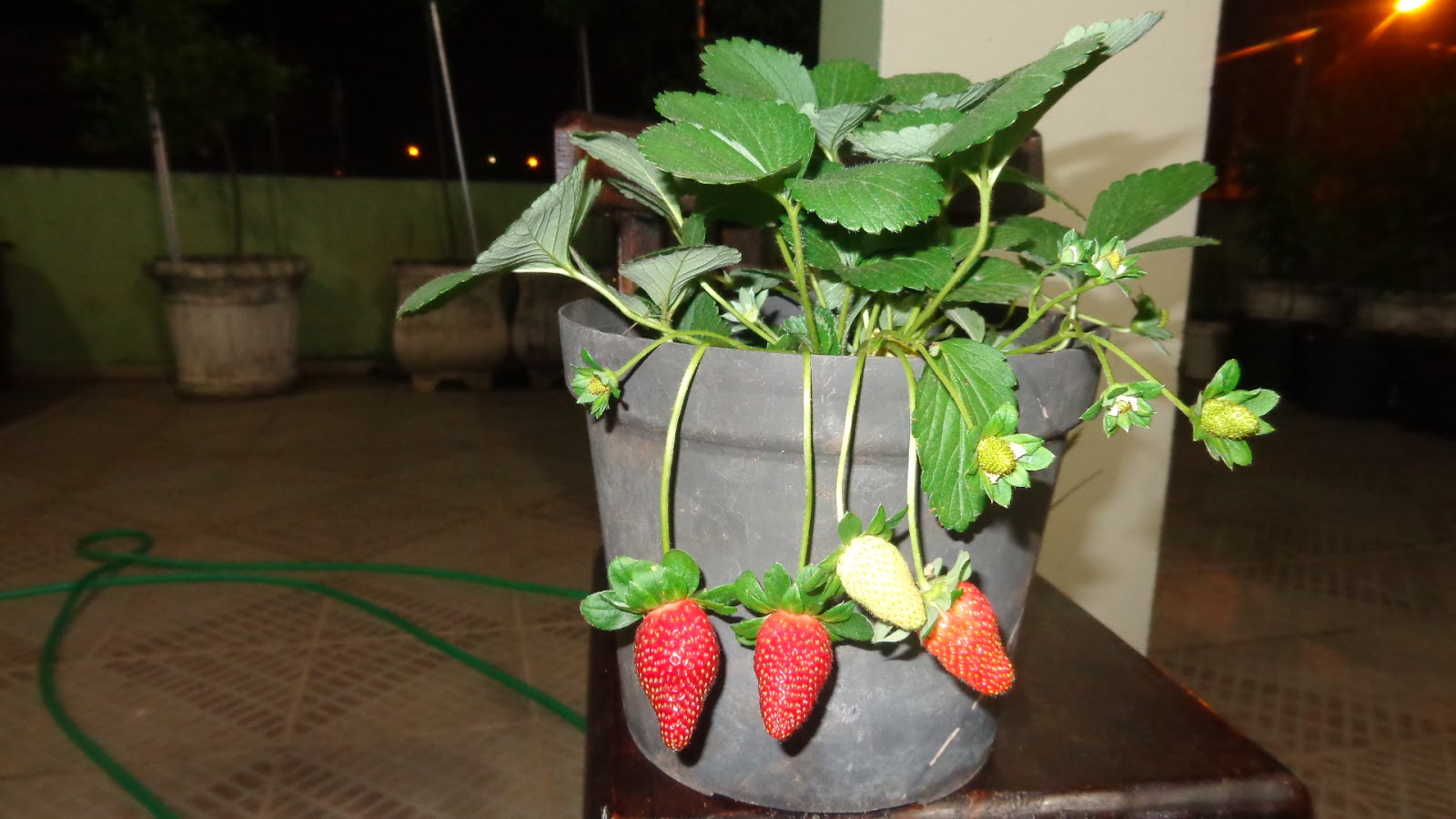 Pomar e Horta em Vasos: Como plantar morango em vasos