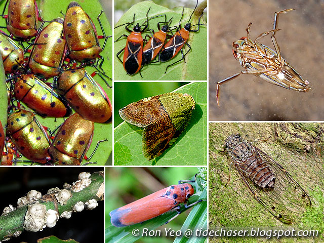 tHE tiDE cHAsER: Insects (Phylum Arthropoda: Class Insecta) of Singapore