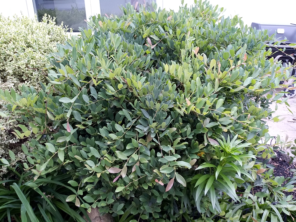 Future Plants by Randy Stewart: Isu Tree