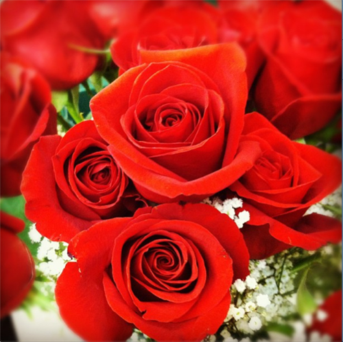 Semi-Charmed Kind of Life: The rose of Pi Kappa Phi.