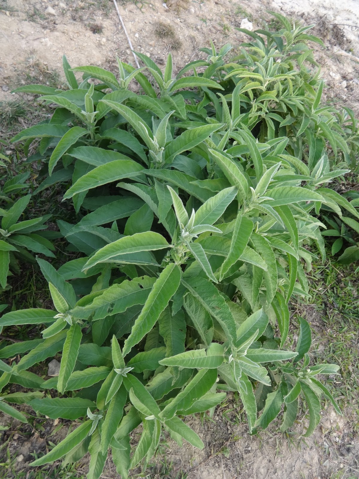 Sambong Plant