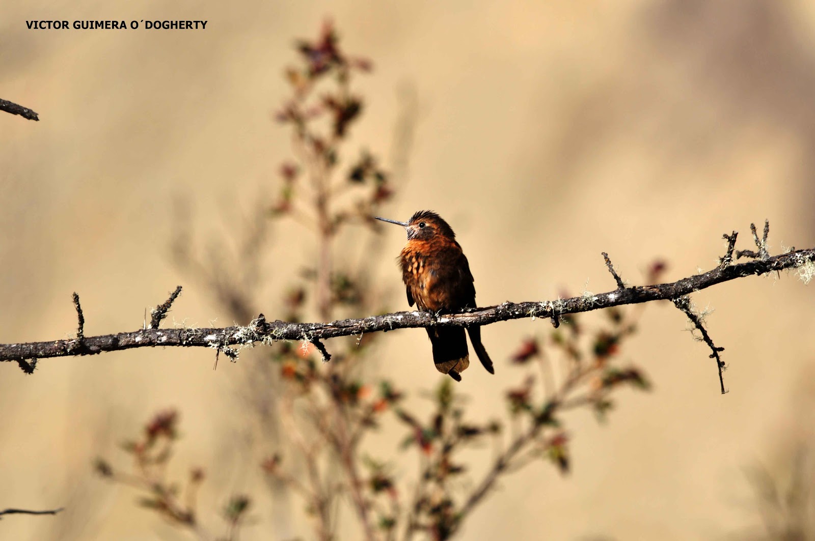 Mis imágenes de aves: FOTOS DEL COLIBRI COBRIZO