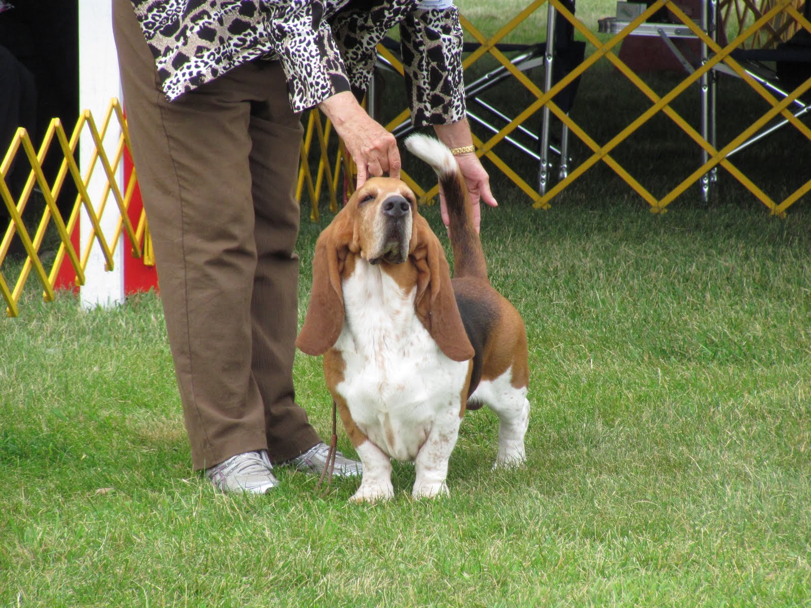 Interactive Learning: Dog Days of Summer Part 1: All About a Dog Show