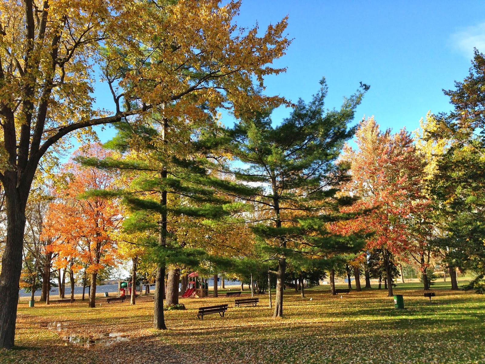 Born to Blog by Beth Kaplan: fall in Britannia Park